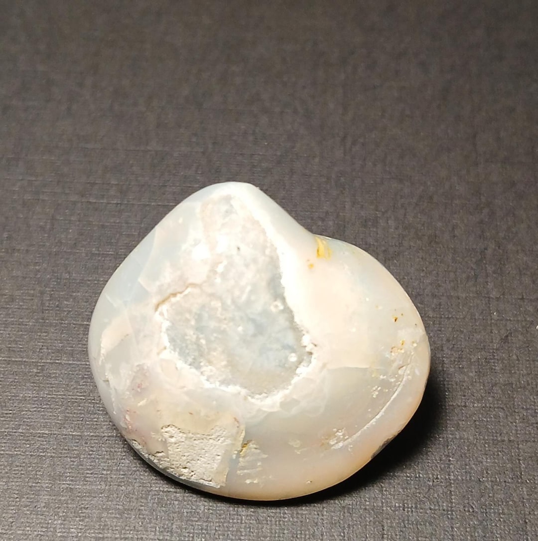 Opalized Fossilized Clam Shell - Complete Clam - Etsy