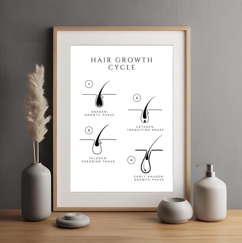 Hair Growth Cycle Phases: Printable Wall Art for Estheticians ...