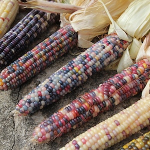 Decorative Indian Corn - Glass Gem - Etsy
