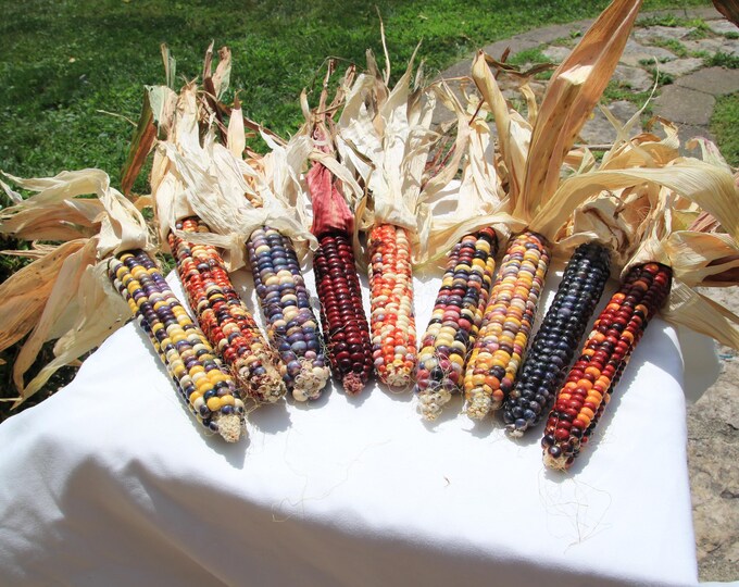 Decorative Indian Corn - Etsy