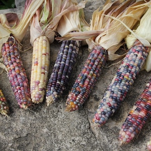 Decorative Indian Corn - Glass Gem - Etsy