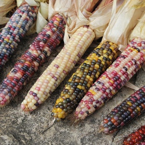 Decorative Indian Corn - Glass Gem - Etsy