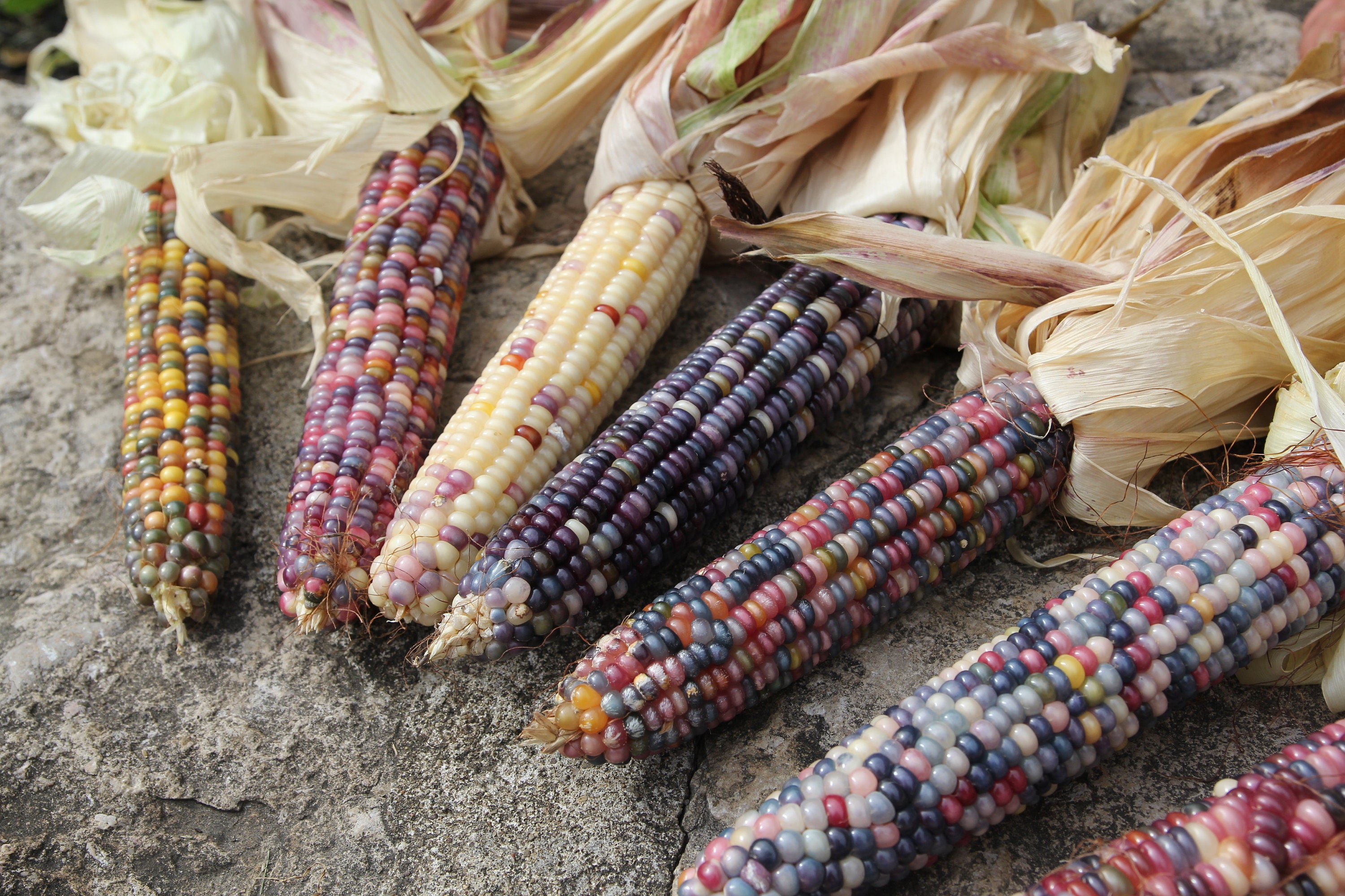 Decorative Indian Corn - Glass Gem - Etsy