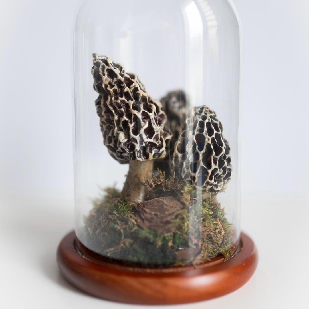 Terrarium With Morels - Realistic, Artificial Mushrooms - Decoration ...