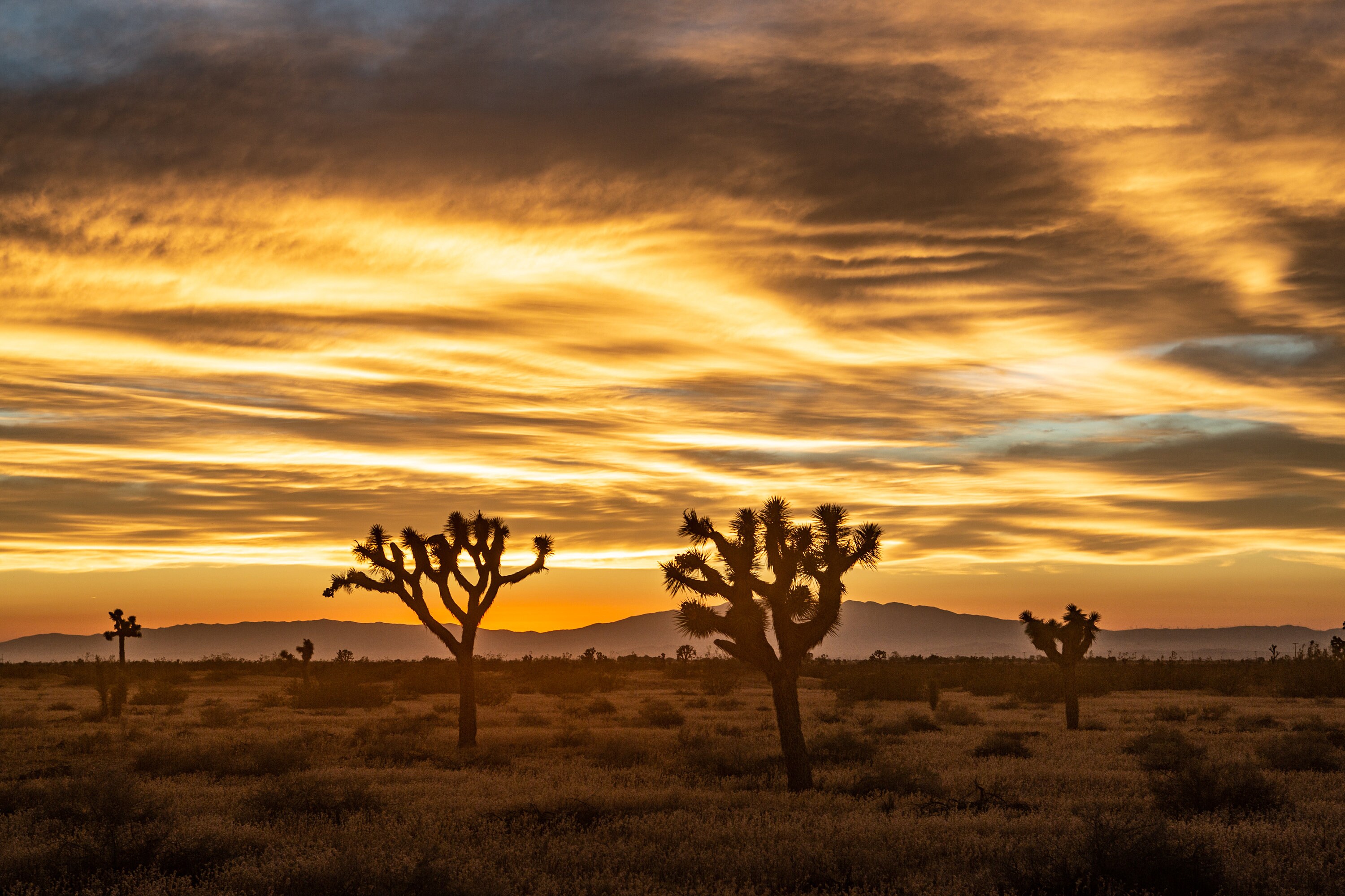 Sunset Mojave Desert - Etsy