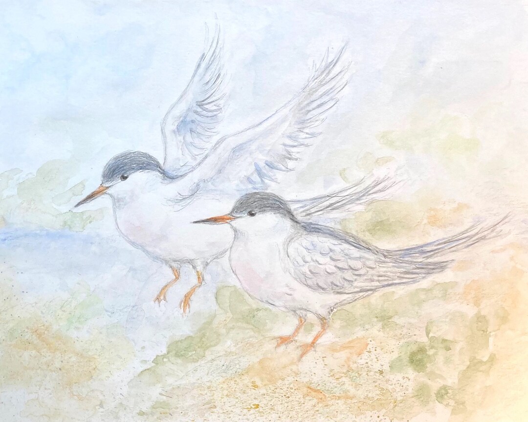 Roseate Terns - Etsy