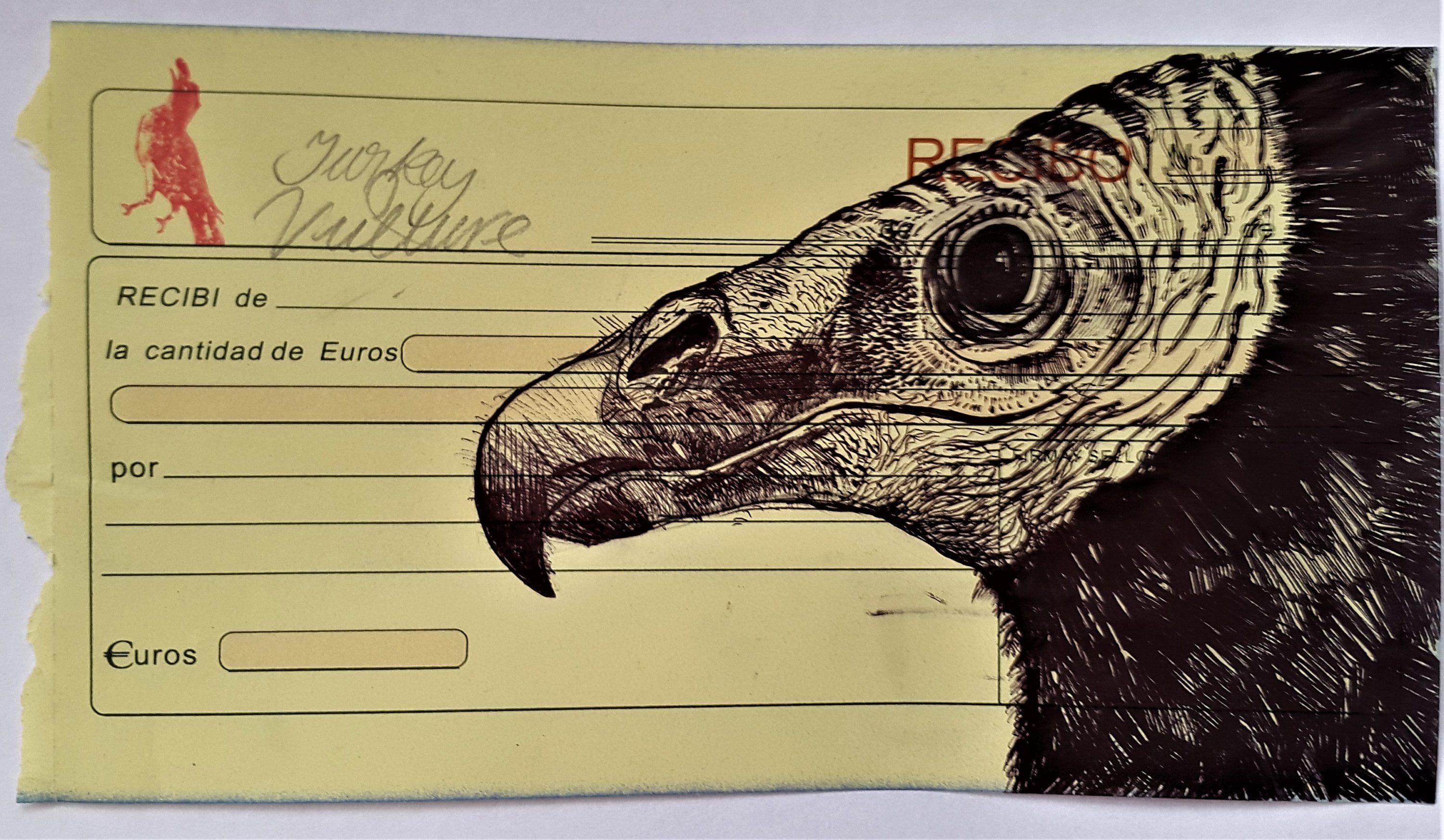 Turkey Vulture. Hand Drawn Bird of Prey. Gift for Bird Lovers. - Etsy