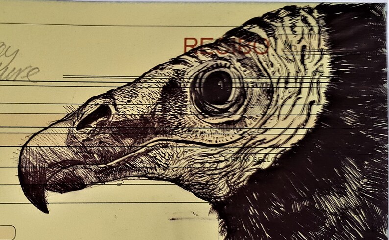 Turkey Vulture. Hand Drawn Bird of Prey. Gift for Bird Lovers. - Etsy
