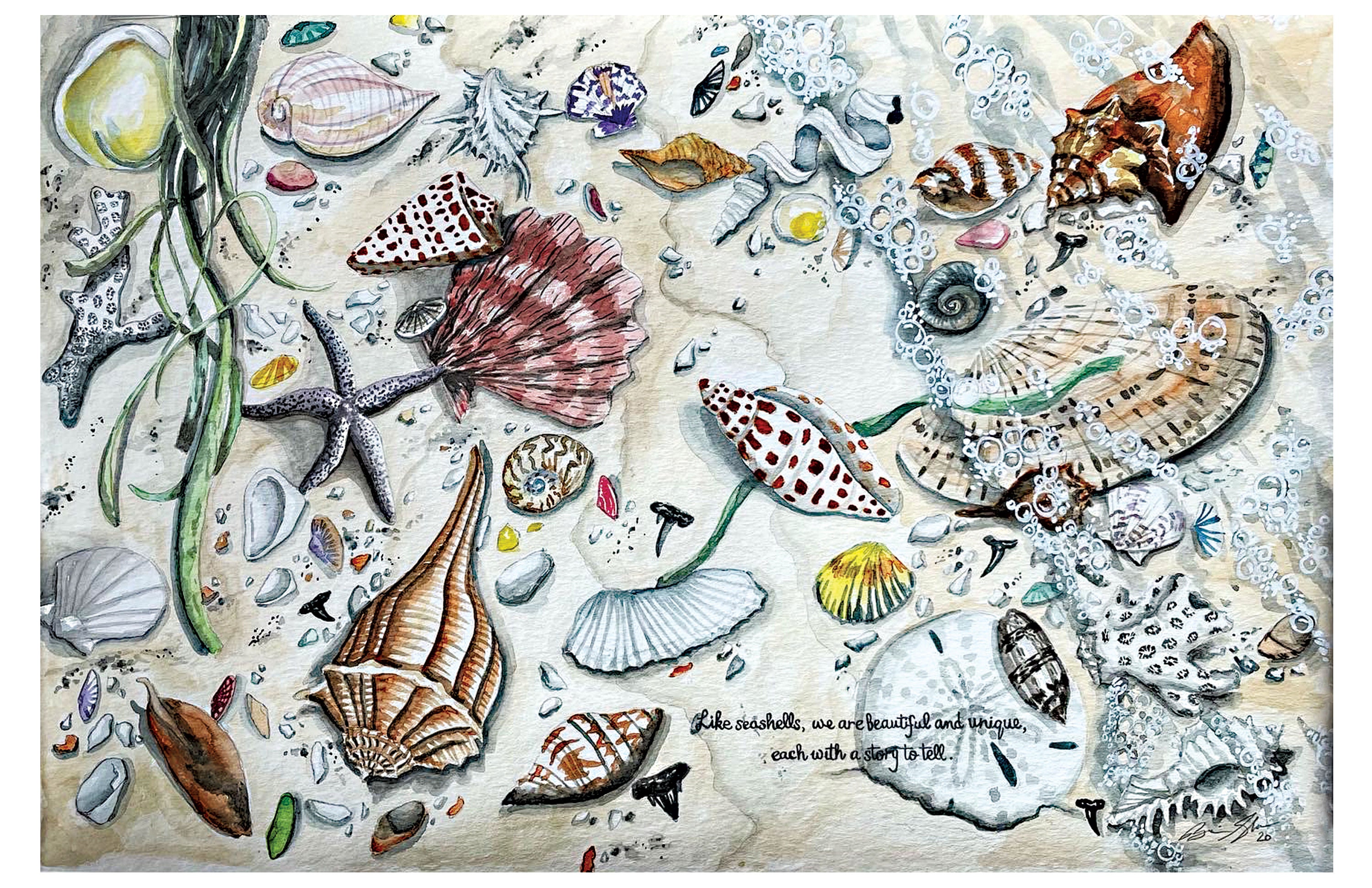 Seashells of Florida Beaches Art Print - Etsy