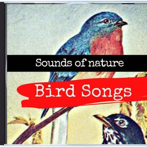 Bird Sounds Nature Sound CD Nature Sounds for Deep Sleep - Etsy
