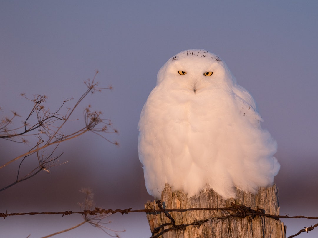 Bird Photography: Snowy Owl at Sunset, Limited Edition - Fine Art Print ...