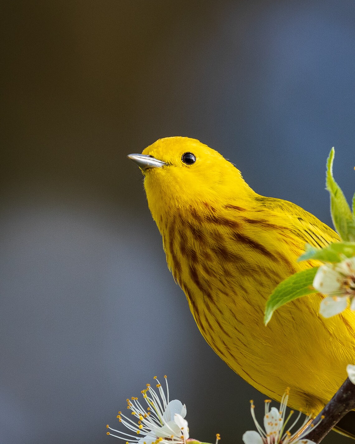 Bird Photography: Yellow Warbler and Spring Blossoms, Limited Edition ...