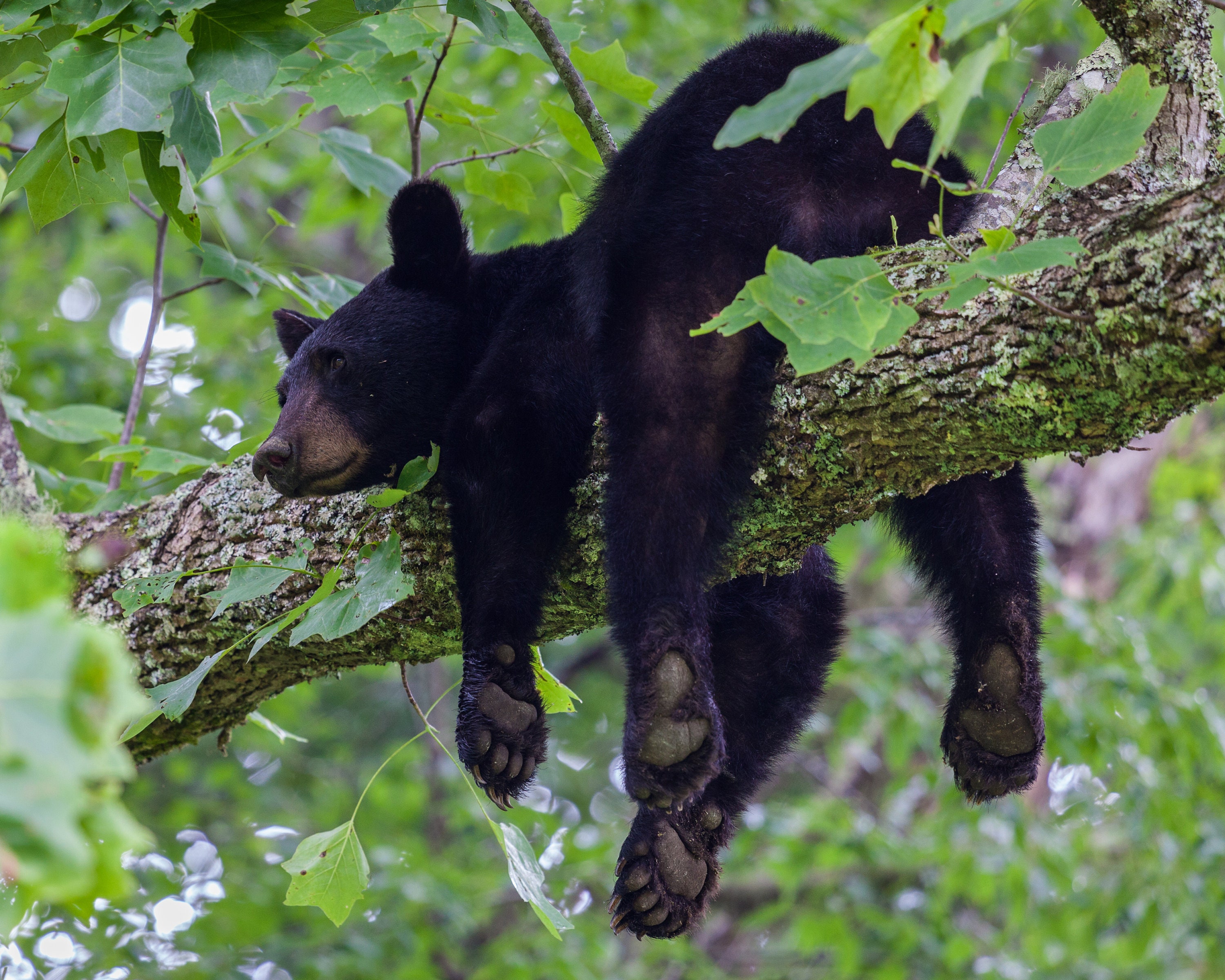 Black Bear picture Nature Photography Wildlife Photography | Etsy