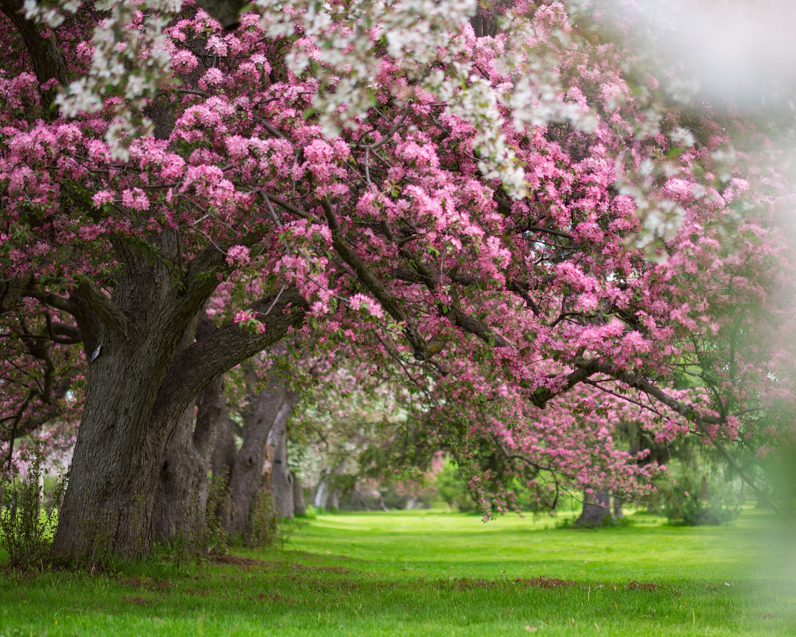 Spring Photography, Pink Blossom Trees (4:3), Blossoms - Nature ...