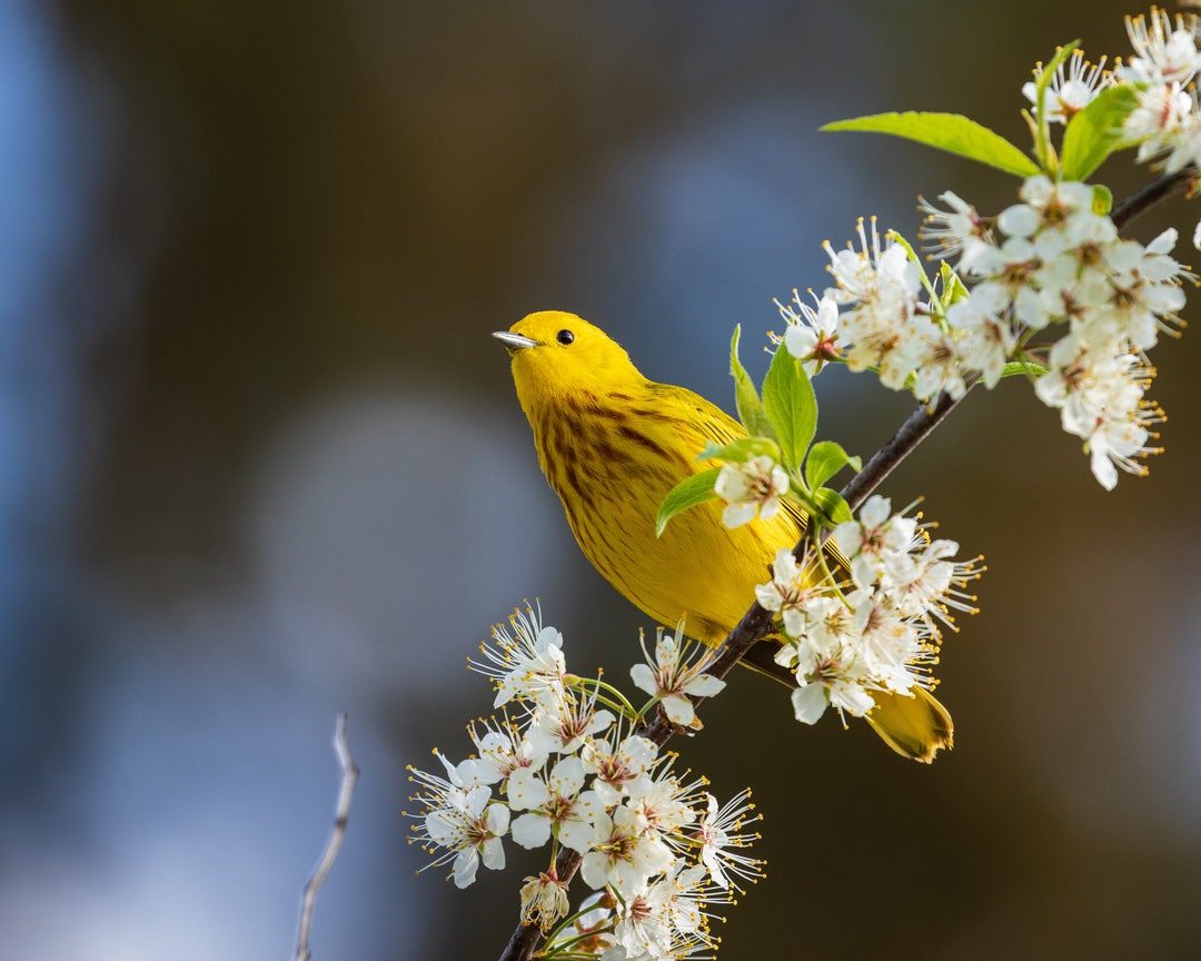 Bird Photography: Yellow Warbler and Spring Blossoms, Limited Edition ...