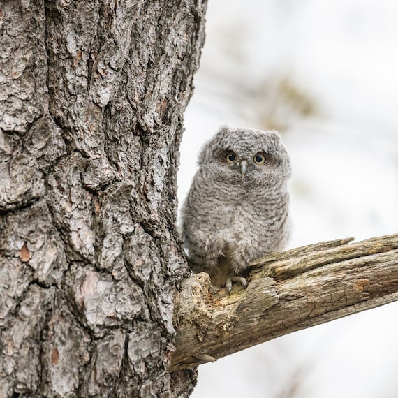 Western Screech Owl Baby