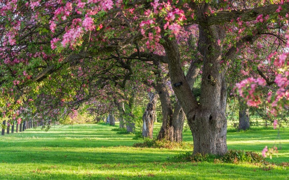 Spring Garden Landscape Photography