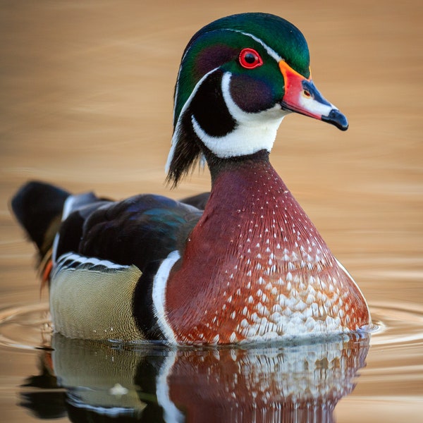 Wildlife Photography - Etsy