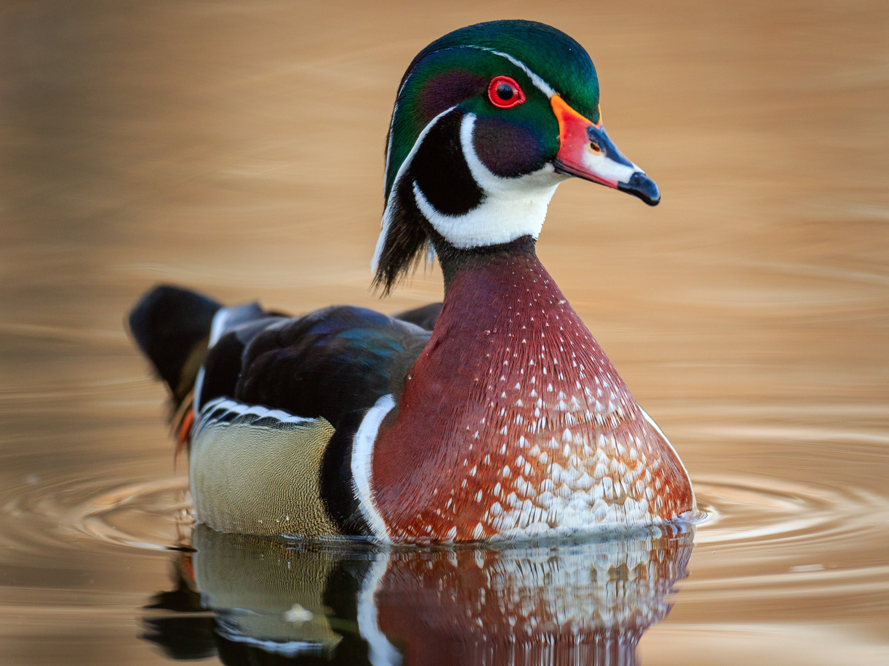 Bird Photography, Male Wood Duck, Limited Edition - Fine Art Print ...