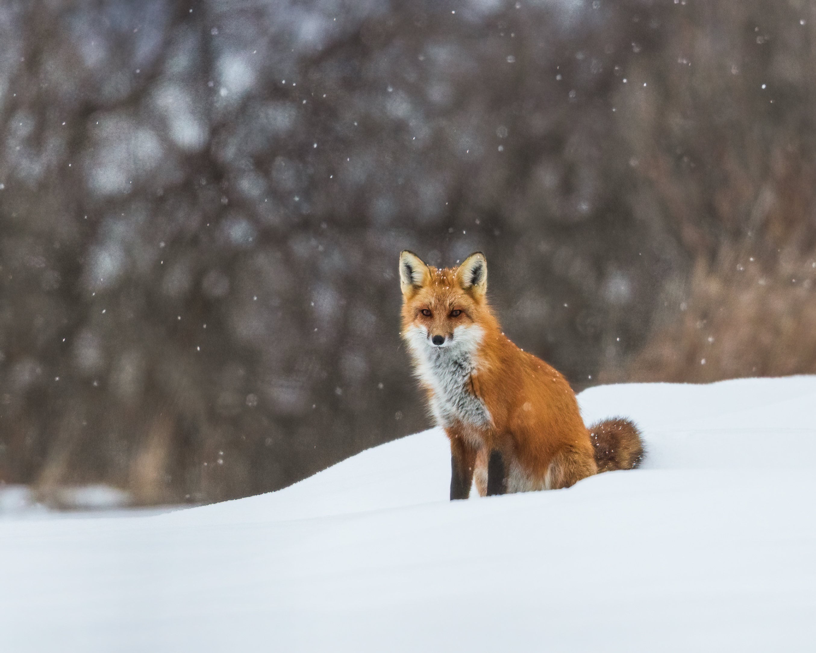 Winter Wildlife Photography, Red Fox in Snow, Limited Edition - Nature ...