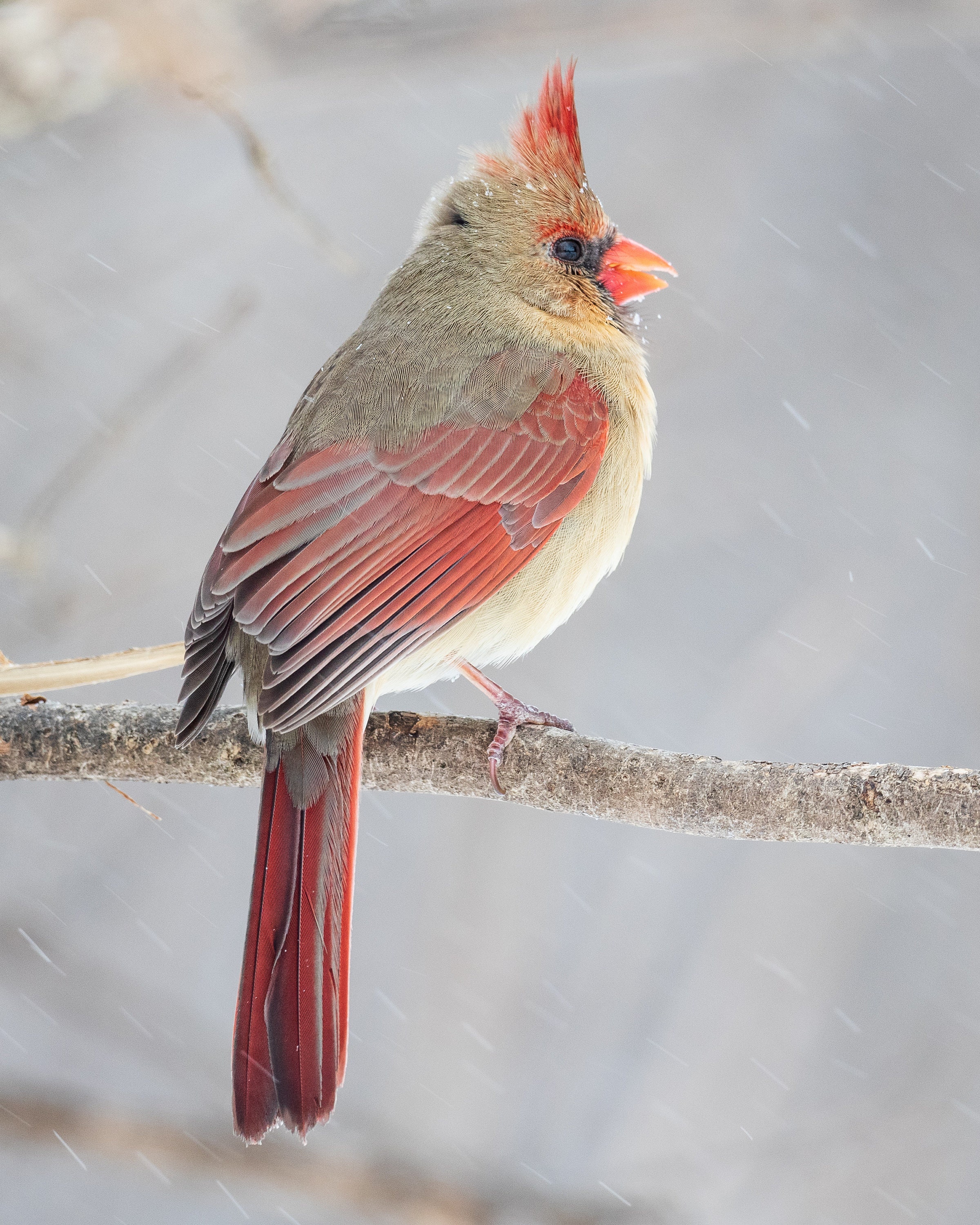 Female Cardinal In Snow