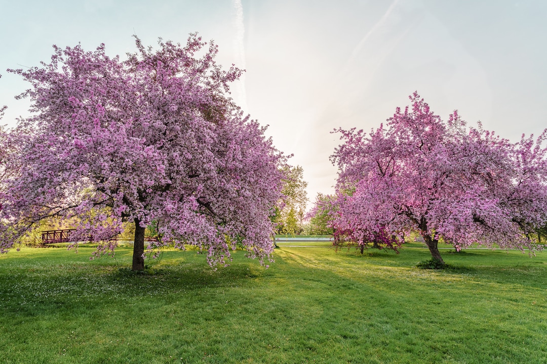 Nature Photography: Flowering Pink Trees, Limited Edition - Ottawa ...