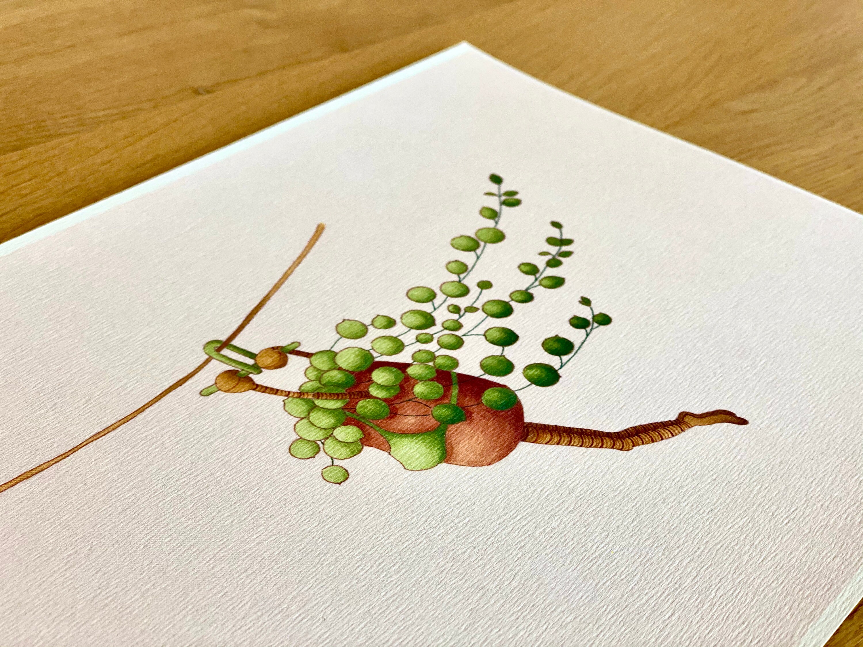 String of Pearls - Plant Lover Illustration / Botanical Print ...