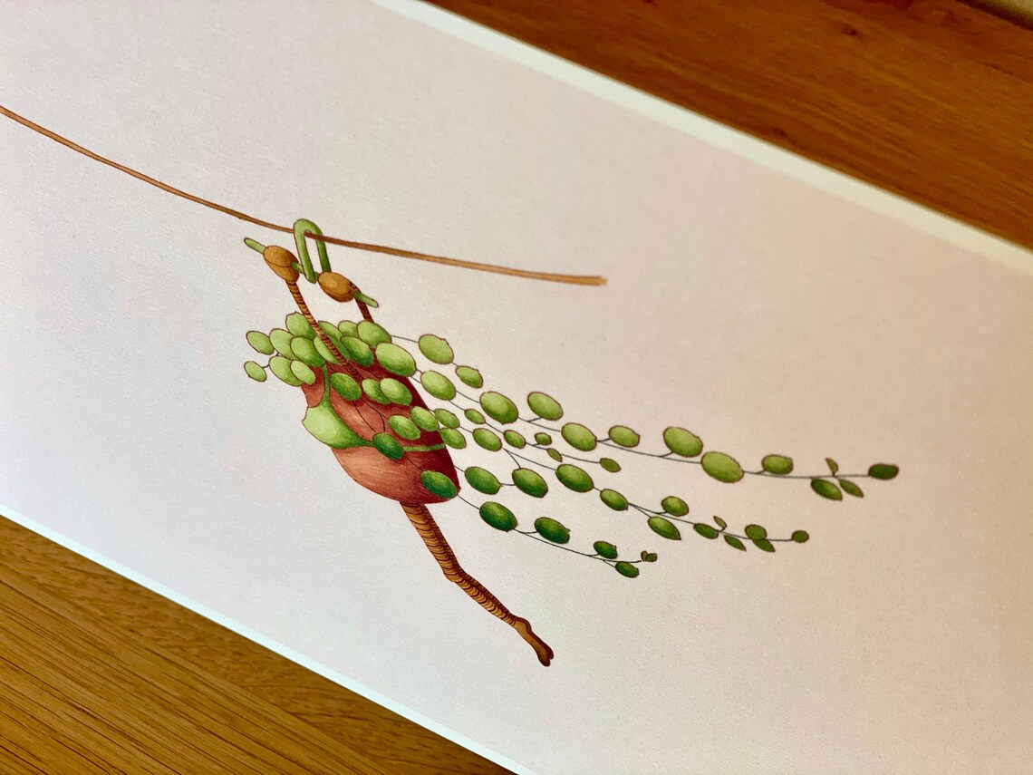 String of Pearls Plant Lover Illustration / Botanical Print | Etsy