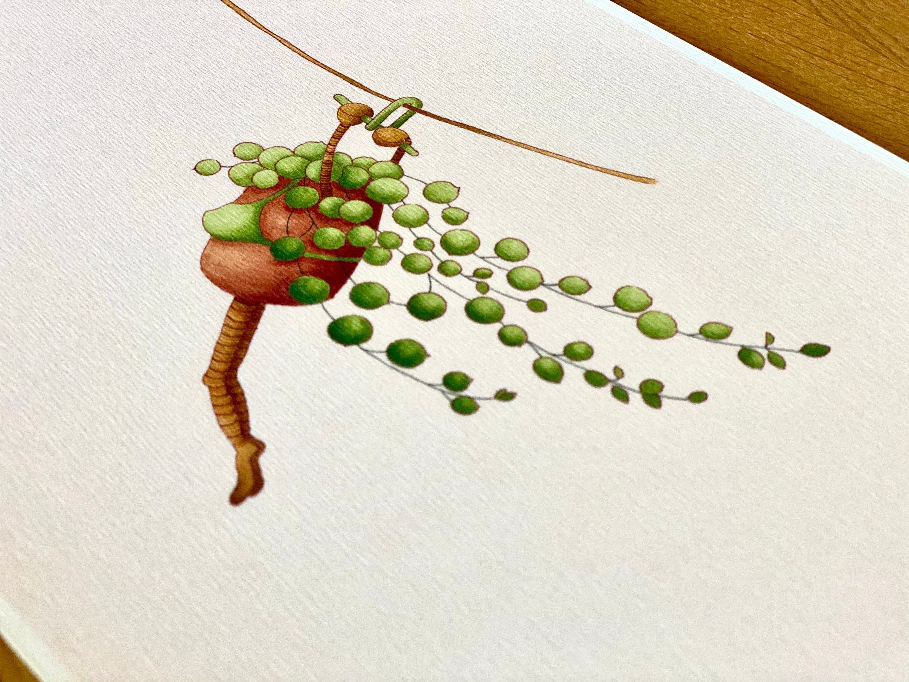 String of Pearls - Plant Lover Illustration / Botanical Print ...