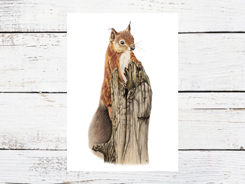 Red Squirrel Art Print British Wildlife Artist - Etsy UK