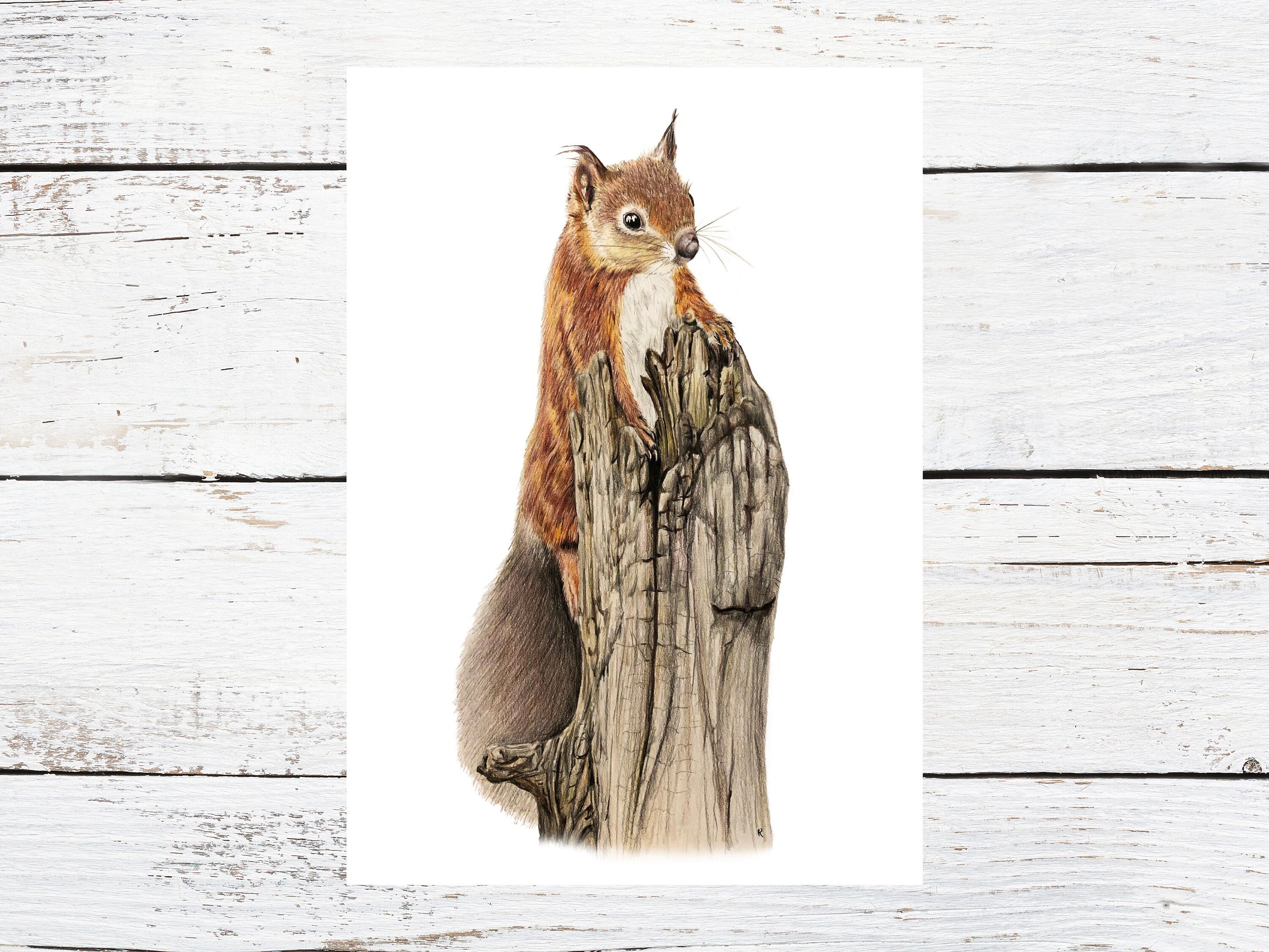 Red Squirrel Art Print British Wildlife Artist - Etsy UK