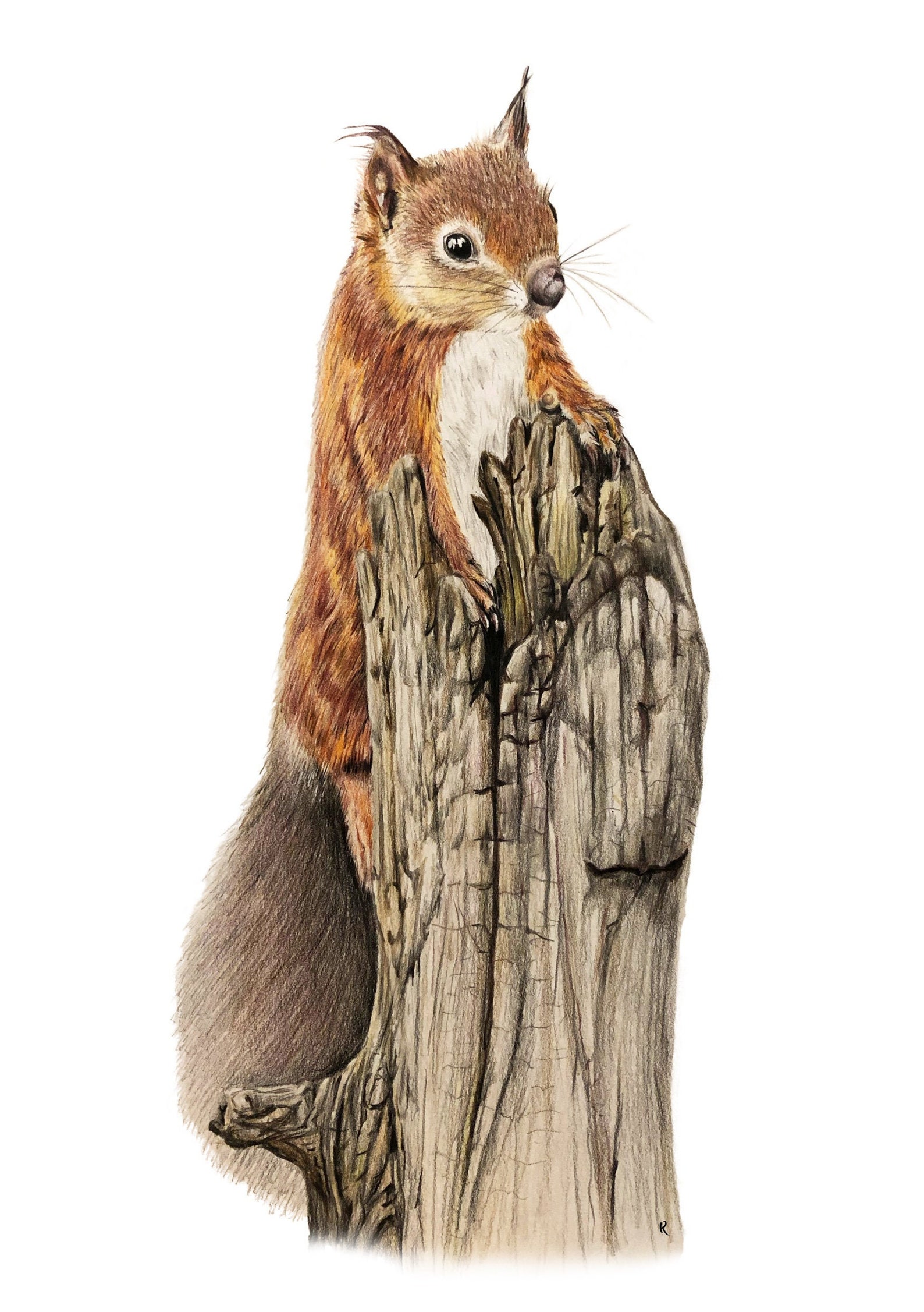 Red Squirrel Art Print British Wildlife Artist - Etsy UK
