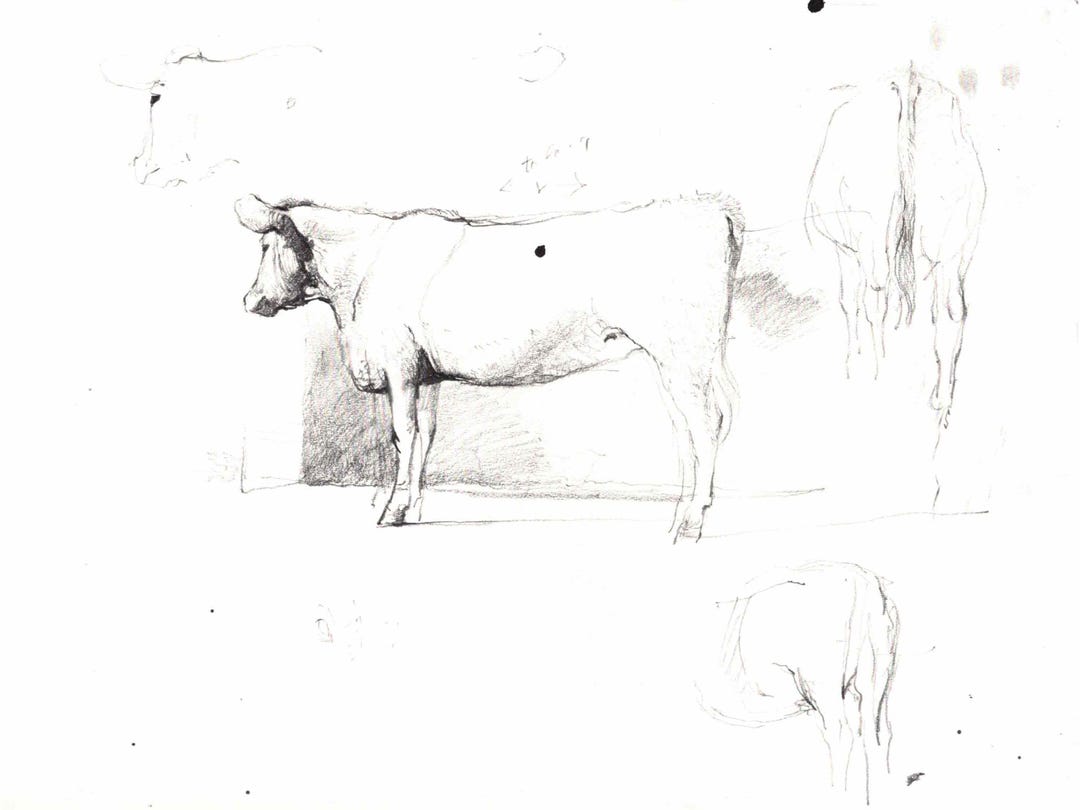 Andrew Wyeth: “young Bull, Study", Extremely Rare Vintage Bookplate ...