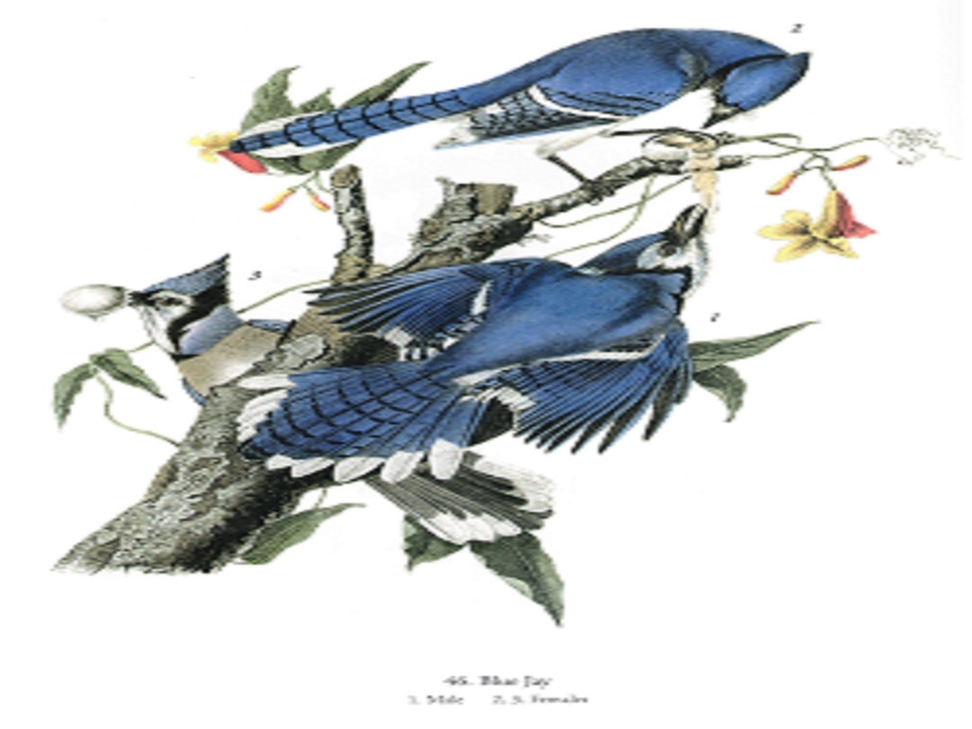 John James Audubon: "blue Jay", Very Rare Original Full Page Bookplate ...