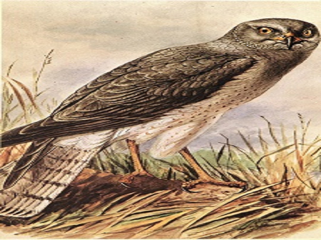 Ernest Thompson Seton: “sharp-skin Hawk", Extremely Rare Vintage ...