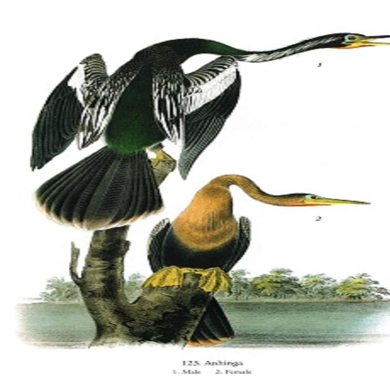 Anhinga - Etsy