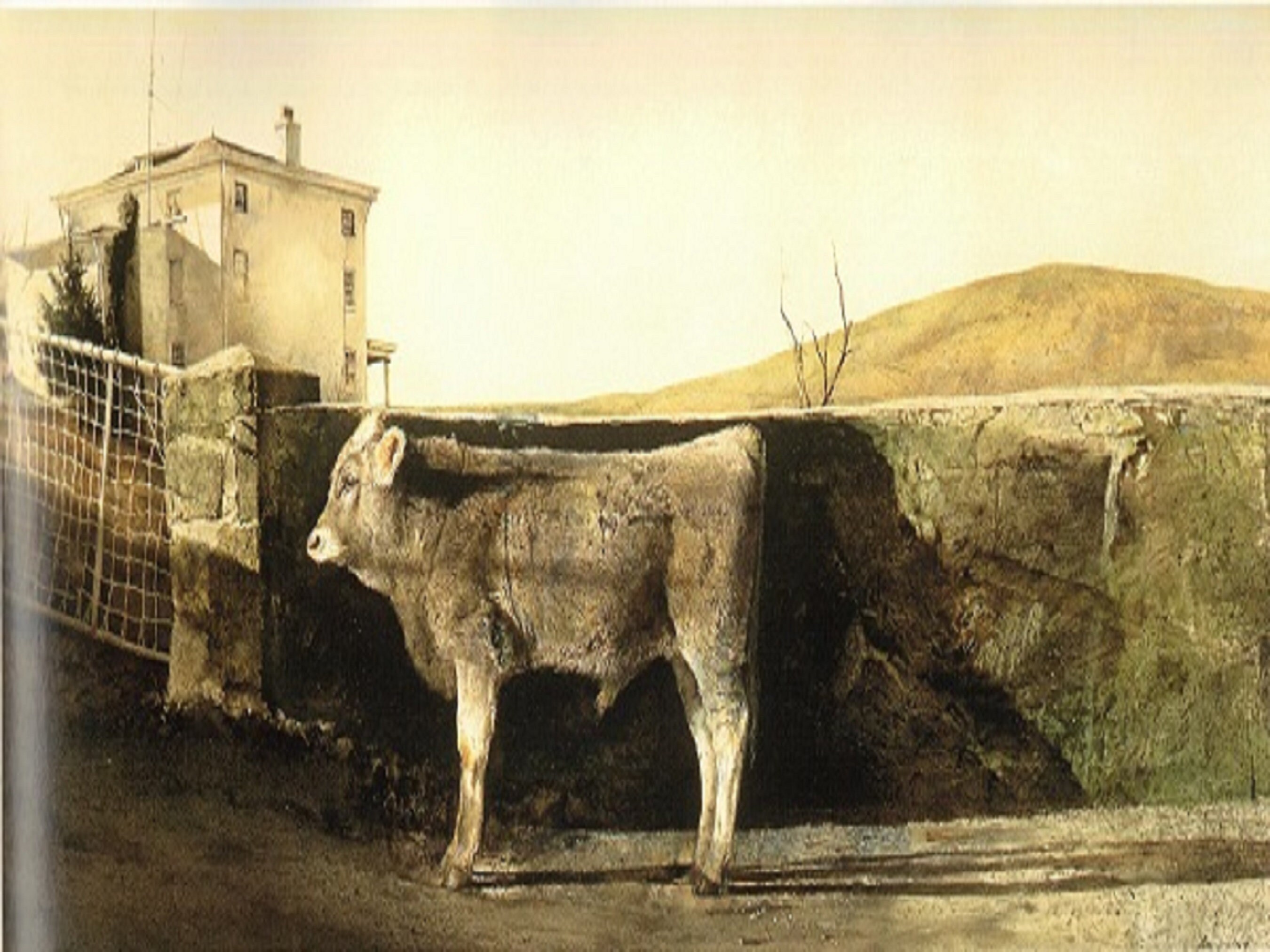 Andrew Wyeth: "young Bull", Extremely Rare Original Bookplate Print ...