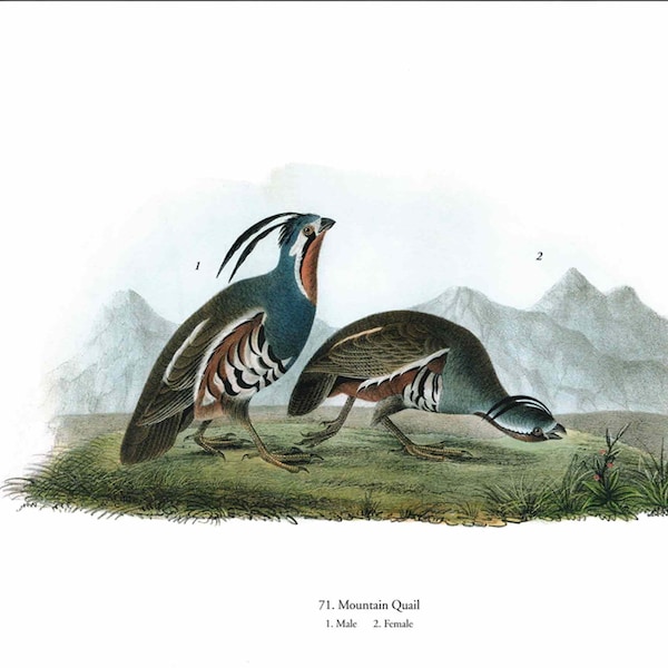 Quail Painting - Etsy