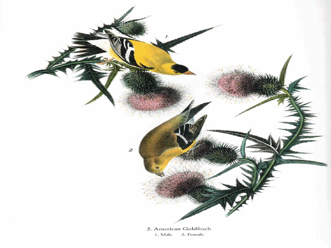 John James Audubon: american Goldfinch, Extremely Rare Original Full ...