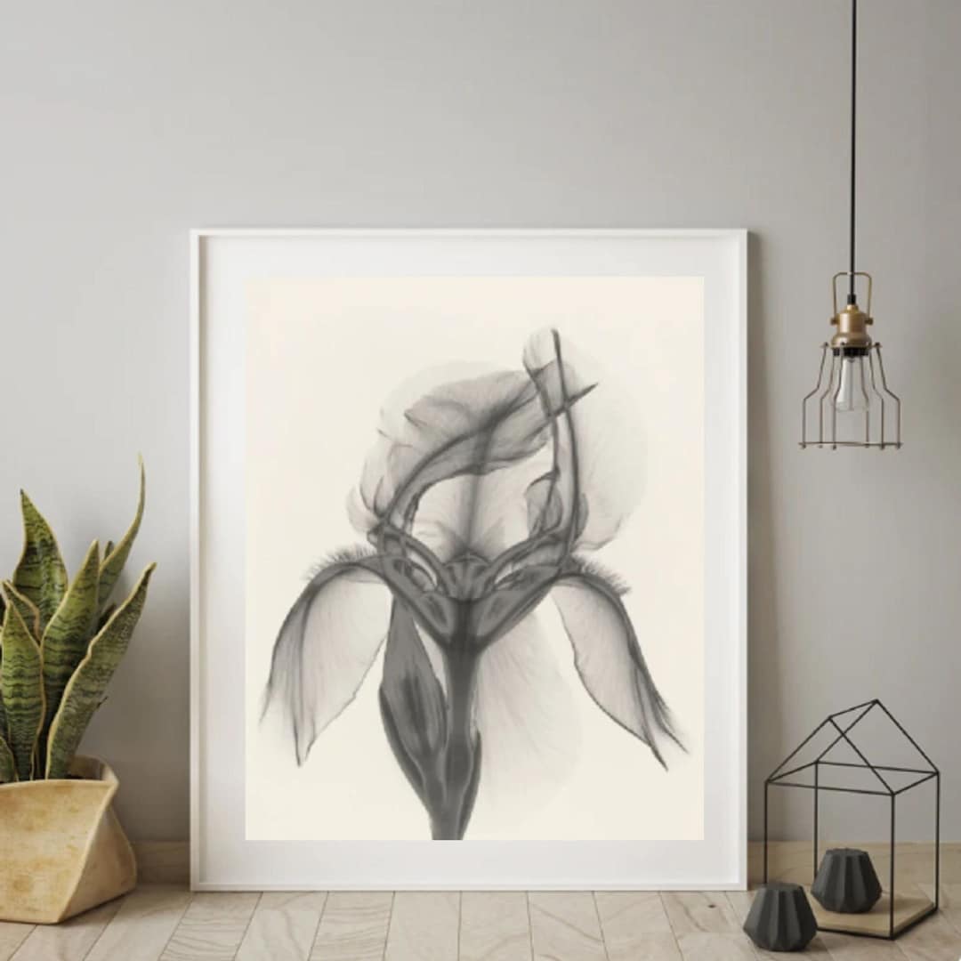 Giclée Fine Art Print; "iris" by Albert G. Richards; Fine Art Print ...