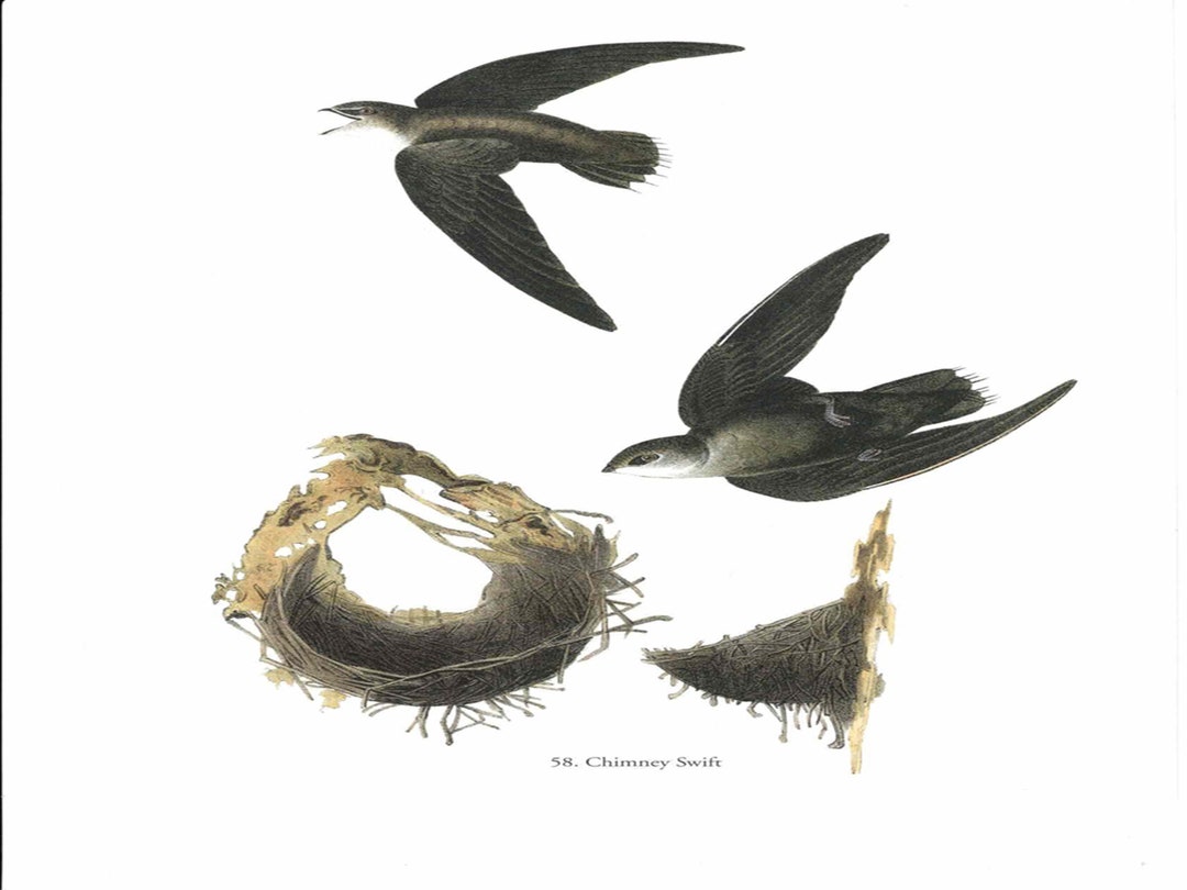 John James Audubon: "chimney Swift", Extremely Rare Original Full-page ...
