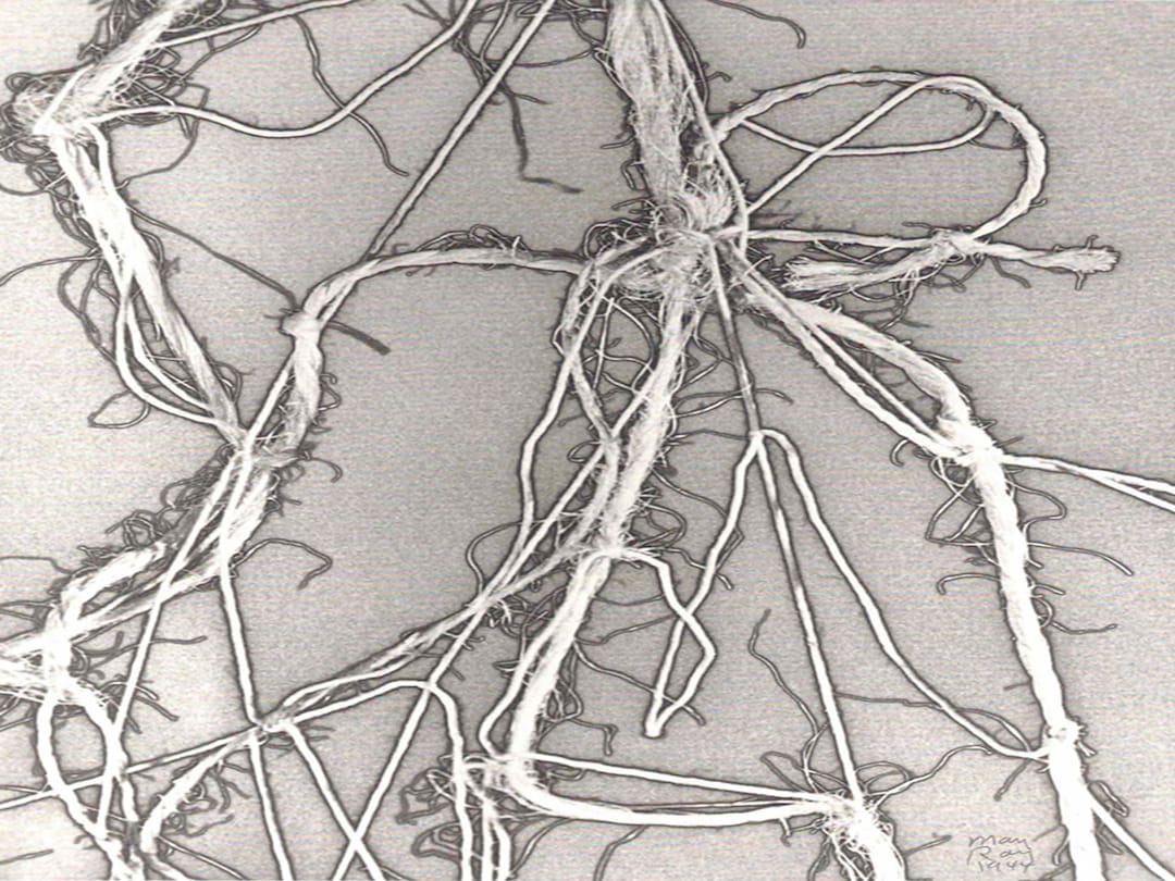 Man Ray: “enough Rope", Extremely Rare Vintage Bookplate Print ...