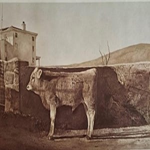 Andrew Wyeth: “young Bull", Extremely Rare Vintage Bookplate Print ...