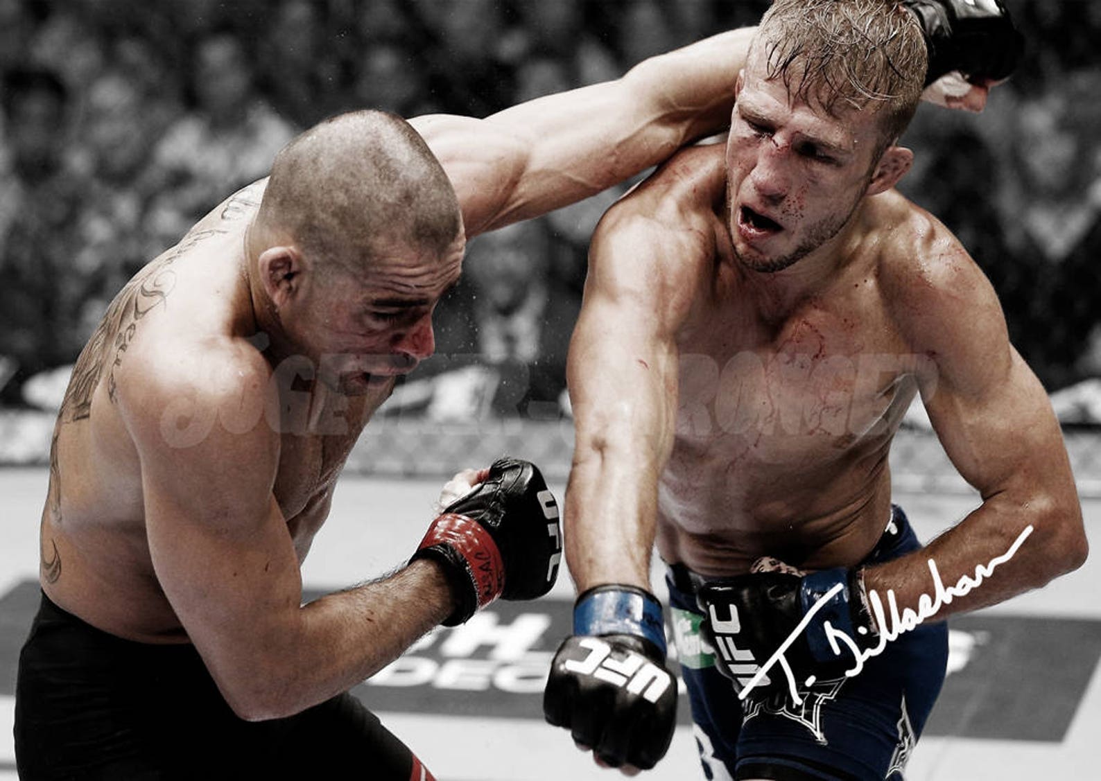 TJ Dillashaw Pre Signed Photo Print Poster 12x8 Inches 30cm - Etsy