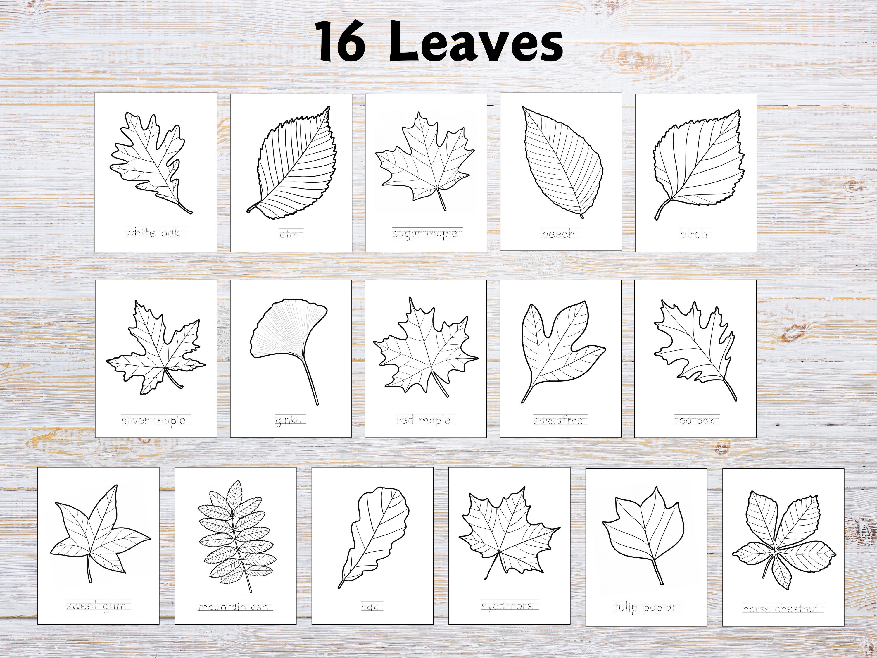Fall Autumn Leaf Coloring Printable Pages - Leaves for Tracing - Kids ...