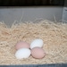 Excelsior Nesting Pads - Bale of 40 Individual Pads - Biodegradable ...