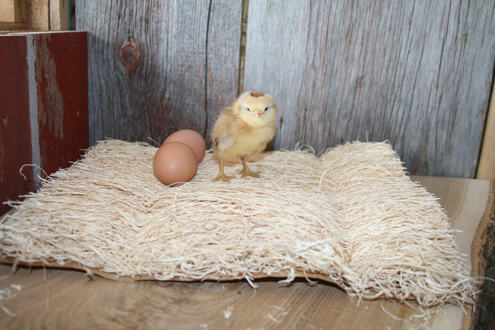 Duncan's Poultry 13x13 Excelsior Nesting Pads - 10 Pack - Nice Thick ...