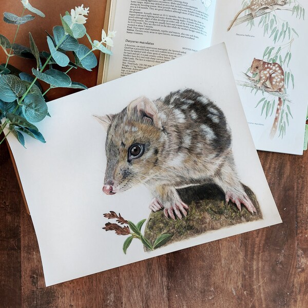 Quoll - Etsy