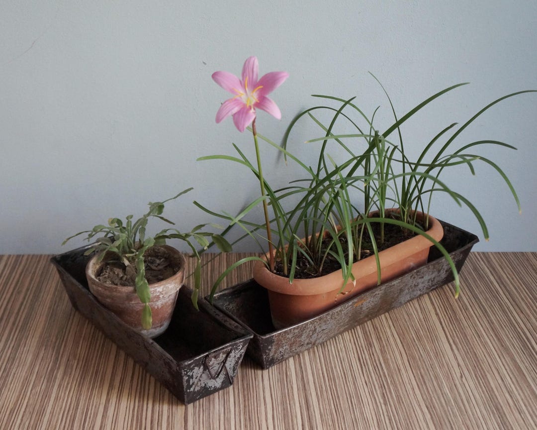 Set of 2 Narrow Tin Loaf Pans, Planters or Pots Trays, Bread Baking ...