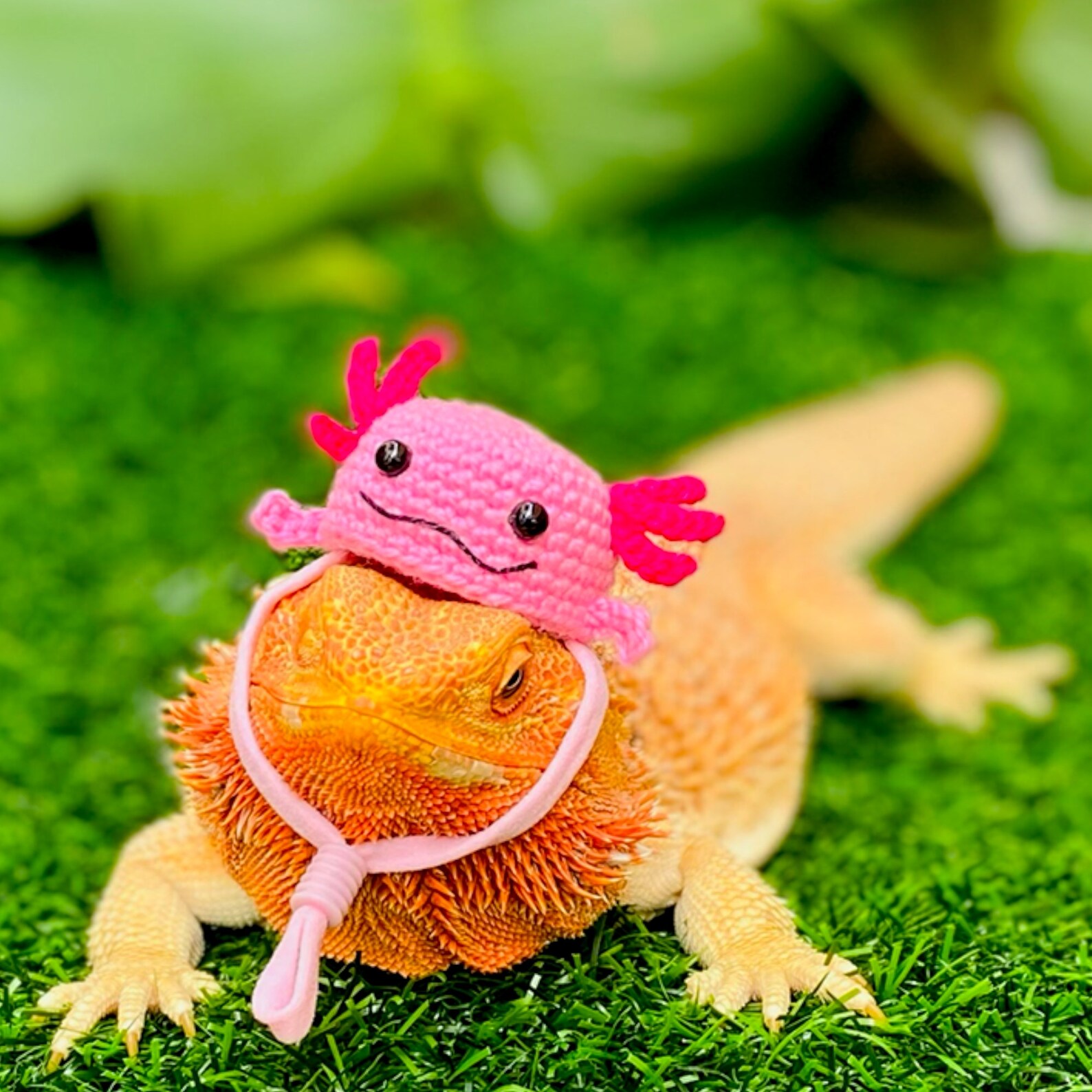 Crochet Headband Pattern for Bearded Dragon Set 2 - Etsy